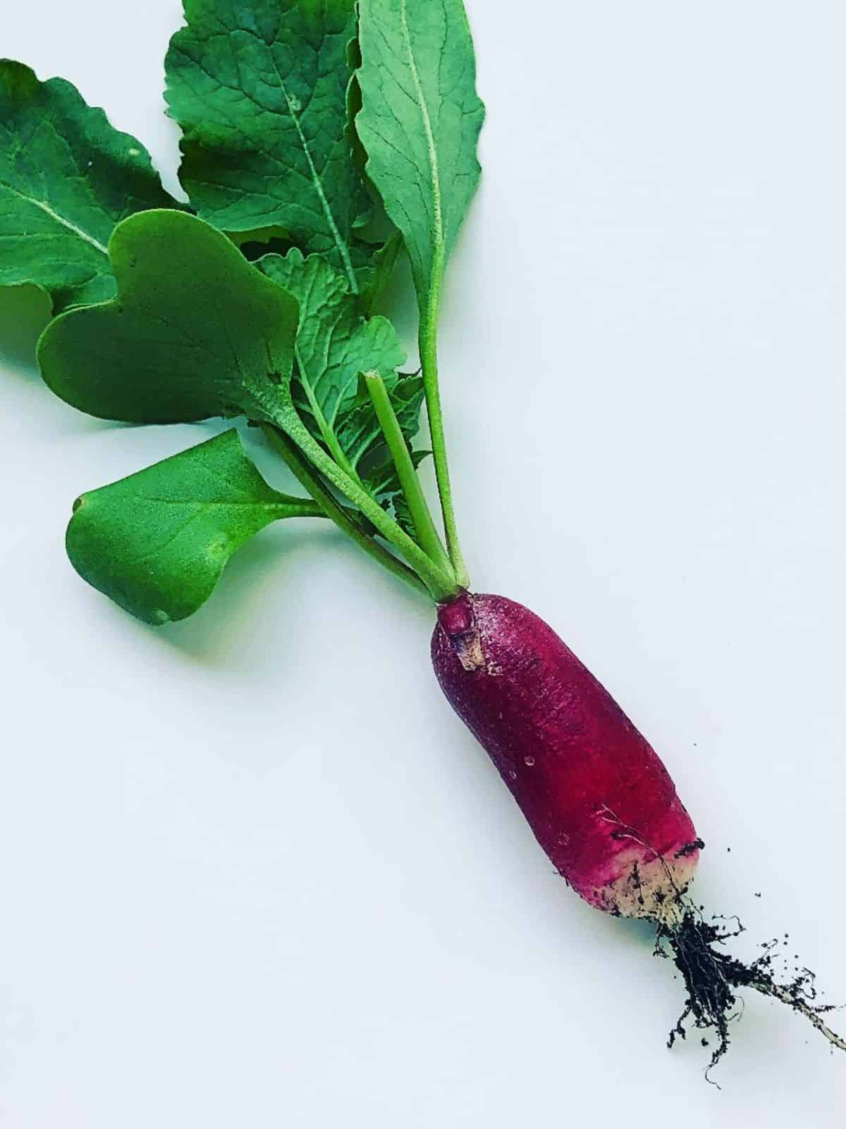 Radish - daraeats