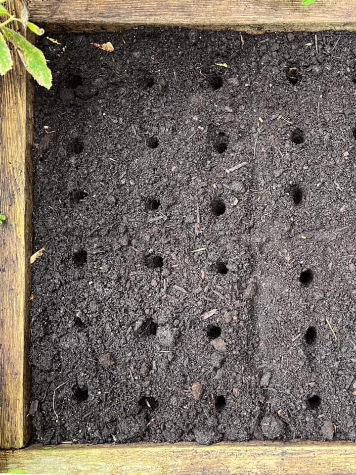 Plant Spacing in the Square Foot Garden